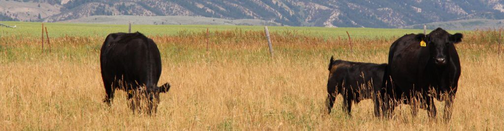 The Angus taste of quality - CAB Cattle