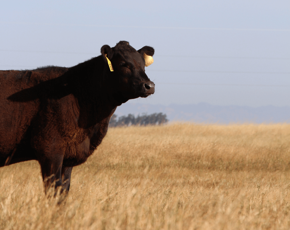 History - CAB Cattle