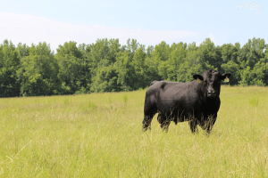 EPDs Explained - CAB Cattle