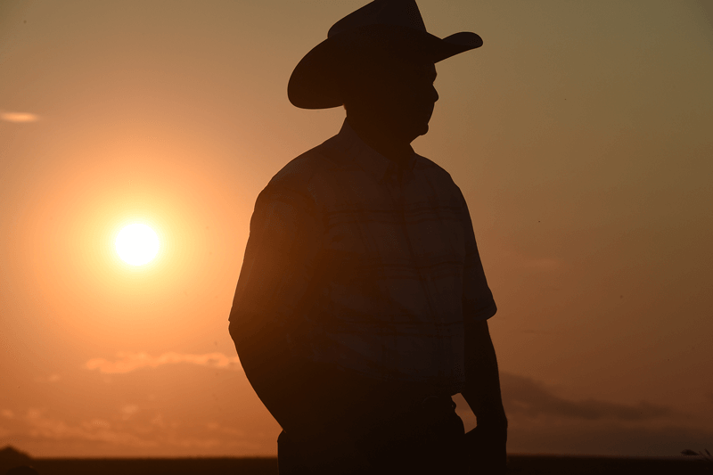 History - CAB Cattle