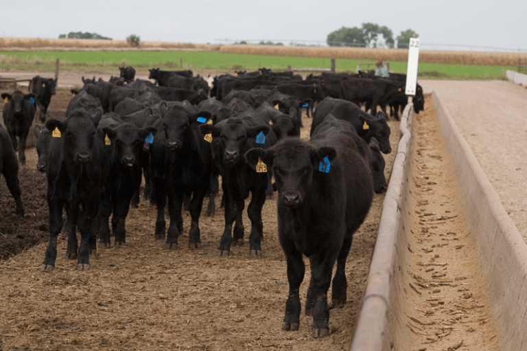 Best Practices - CAB Cattle