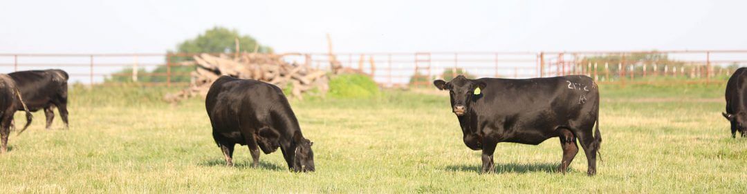 Breeding - CAB Cattle