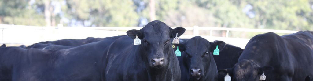 EPDs Explained - CAB Cattle