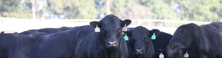 EPDs Explained - CAB Cattle