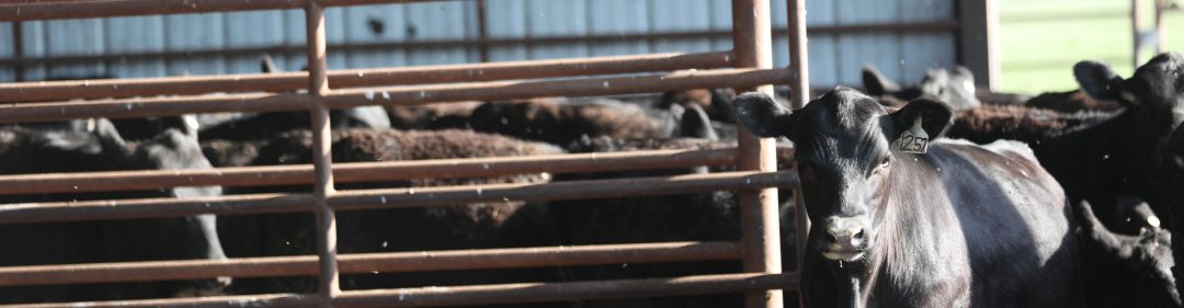 Weaning - CAB Cattle