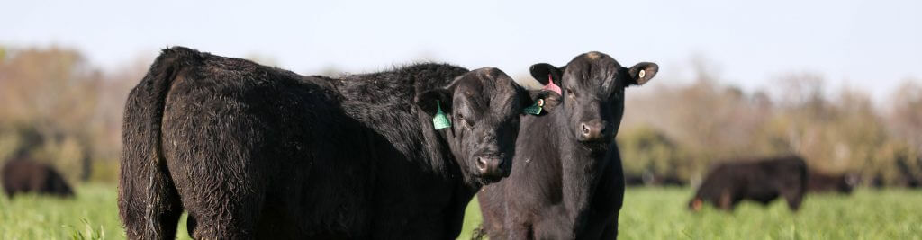 Cattle Marketing - CAB Cattle