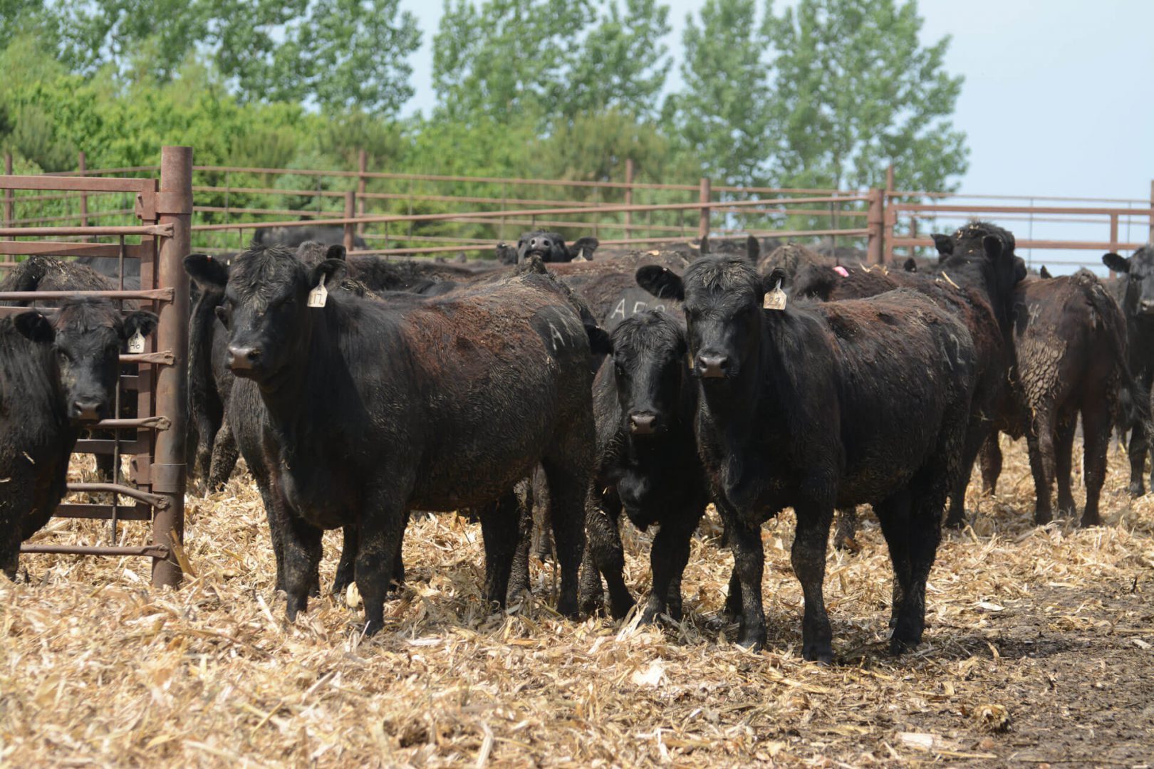 Post-Weaning - CAB Cattle