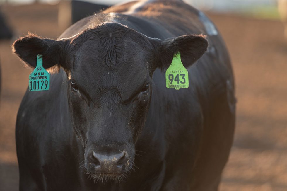 Where premiums are earned - CAB Cattle