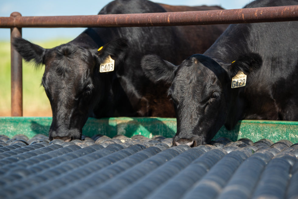 More with less - CAB Cattle