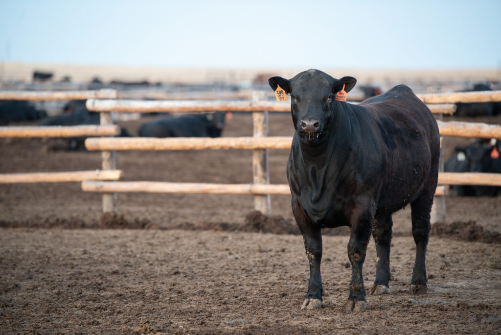 A scary little myth - CAB Cattle