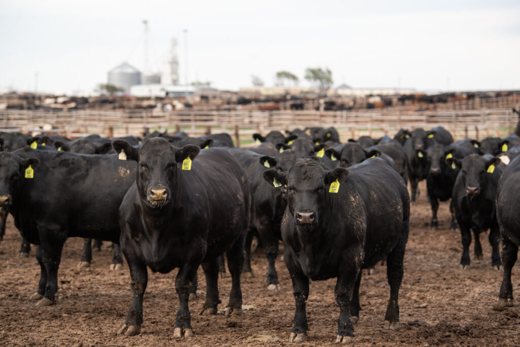Home - CAB Cattle