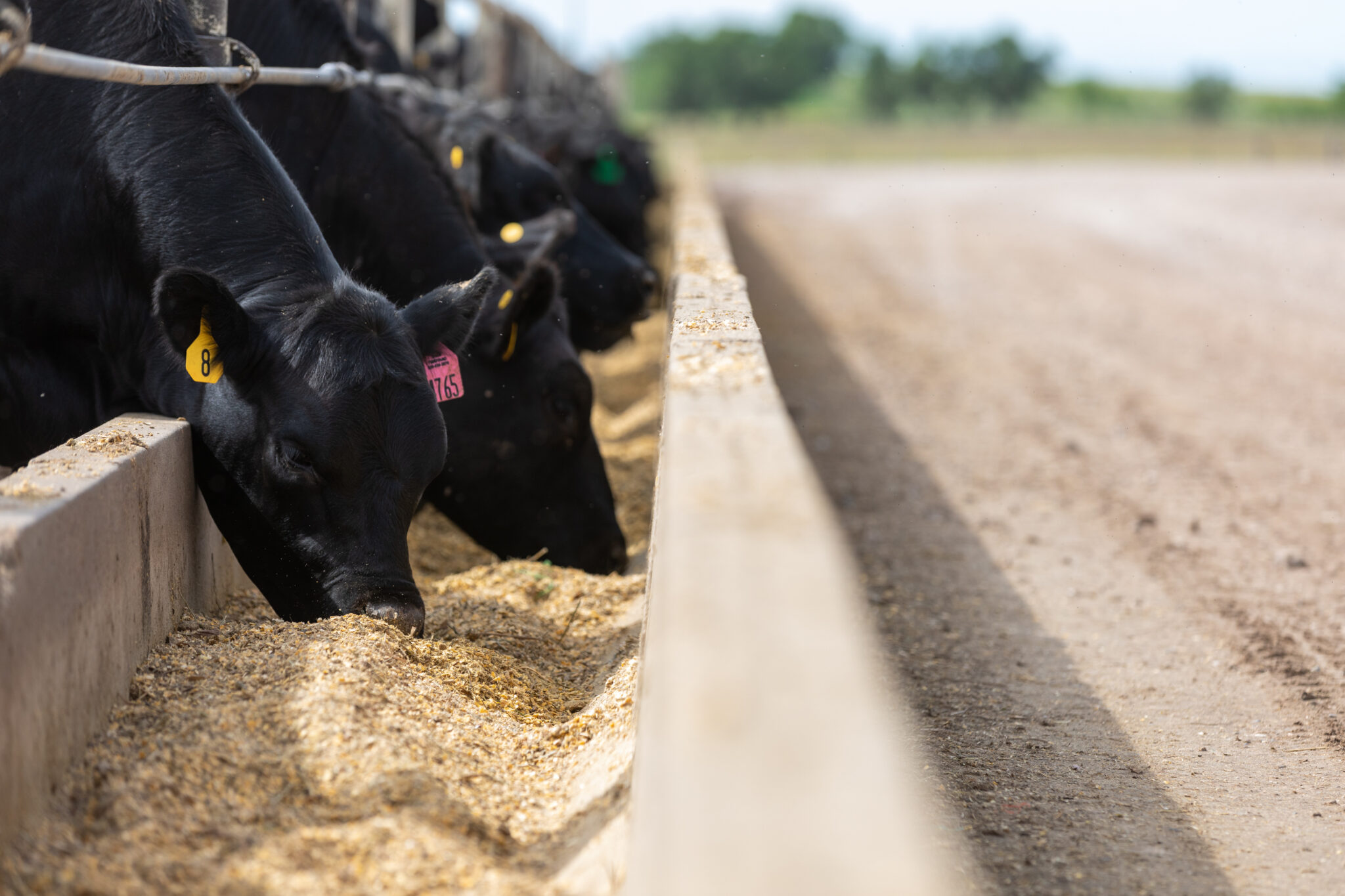 Marketing Feeder Cattle: Begin with the End in Mind - CAB Cattle