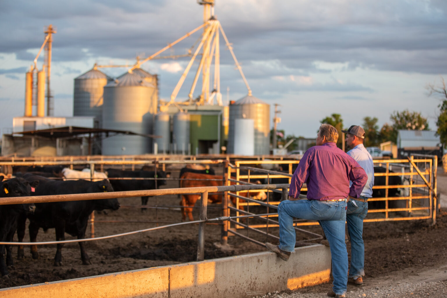 Marketing Feeder Cattle: Begin with the End in Mind - CAB Cattle