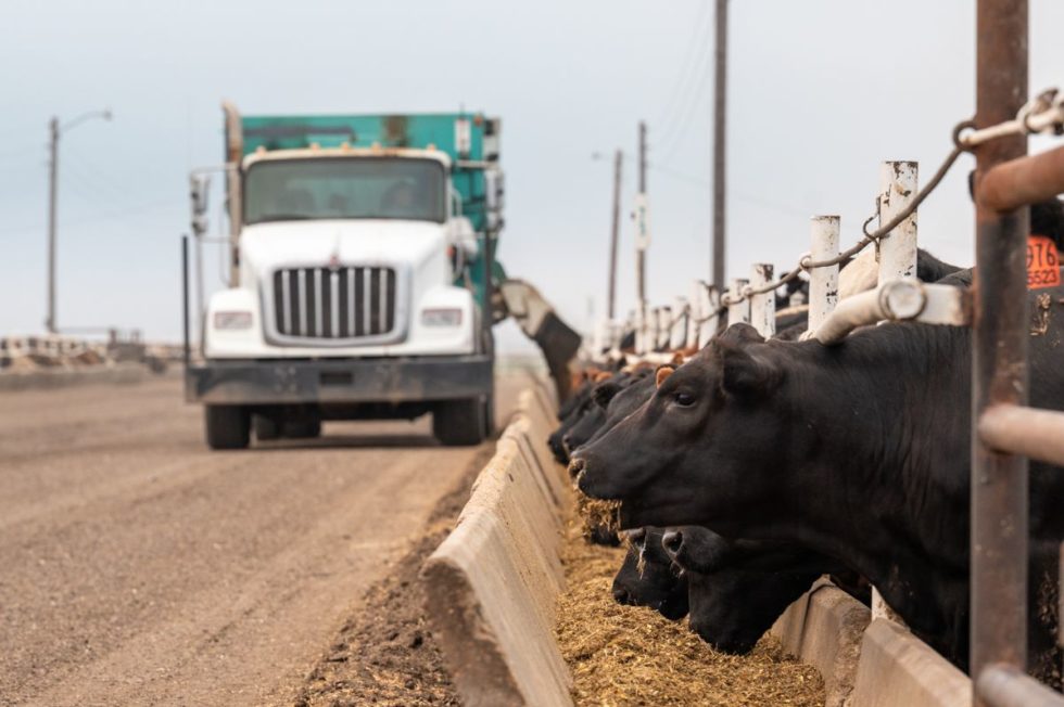 Home Cab Cattle