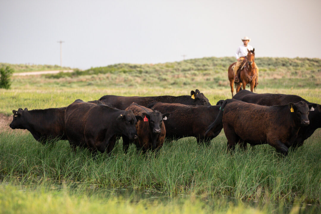 Raised with Respect™ Continues into Second Year - CAB Cattle