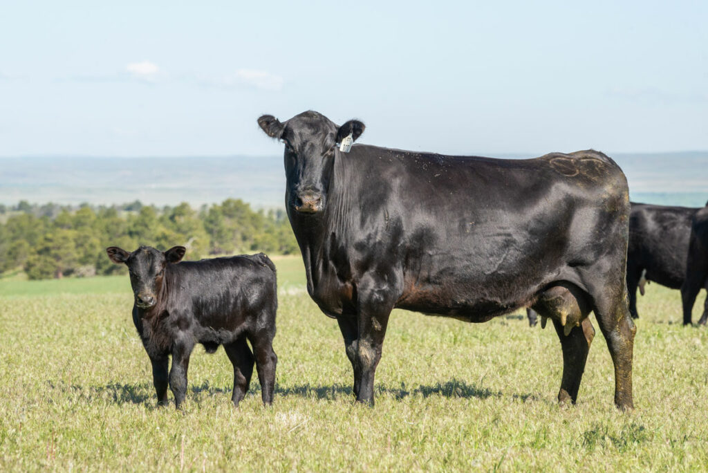 The Competitive Drive - CAB Cattle
