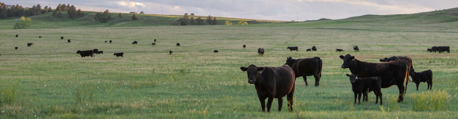 Certified Angus Beef Welcomes New Director of Producer Communications ...