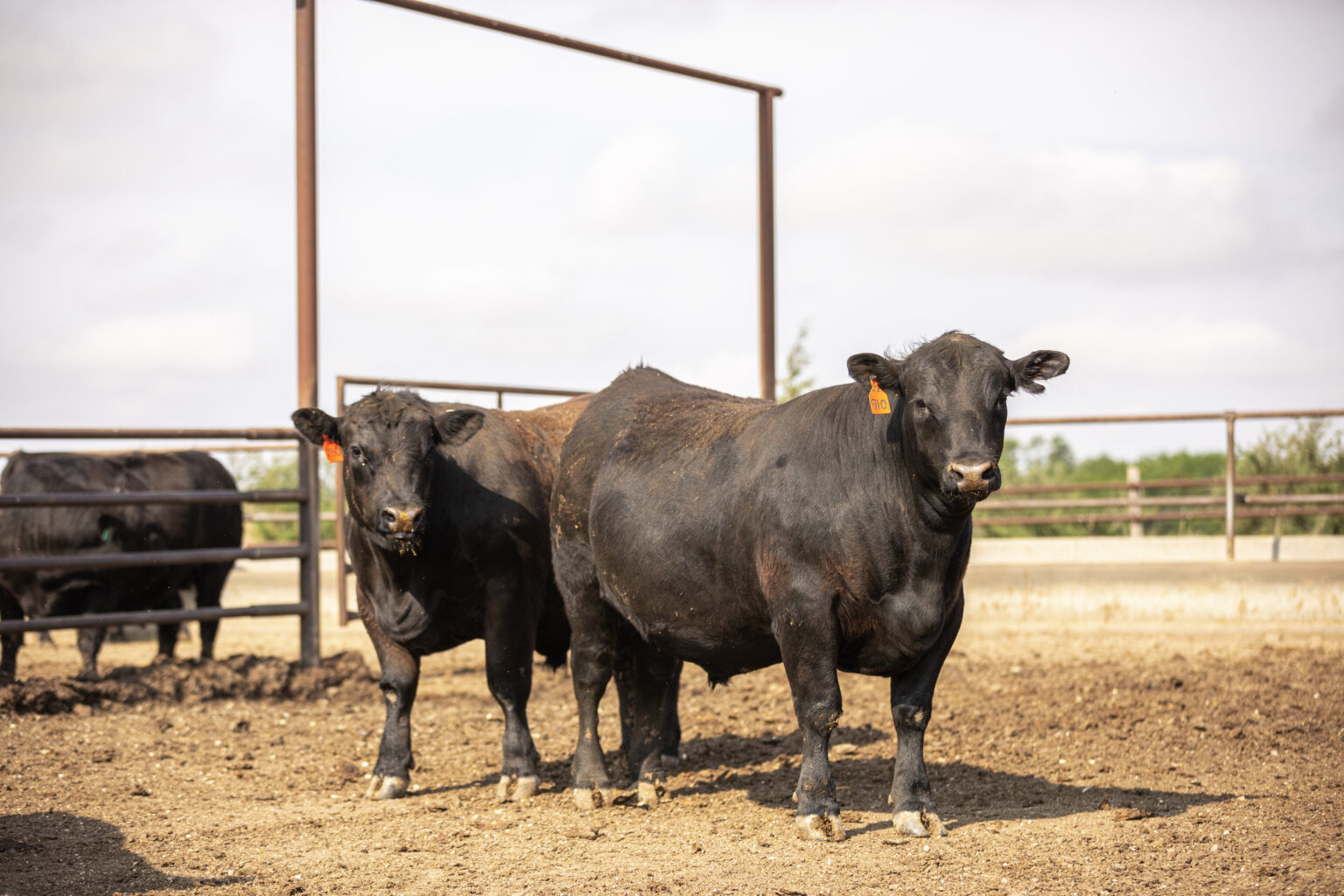 Nebraska Ranch Receives Certified Angus Beef Commercial Award - CAB Cattle