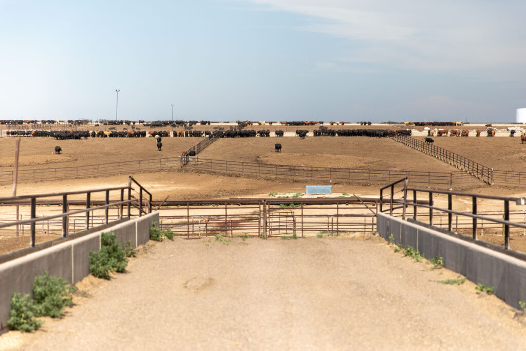 Feeding Better Cattle Better - CAB Cattle