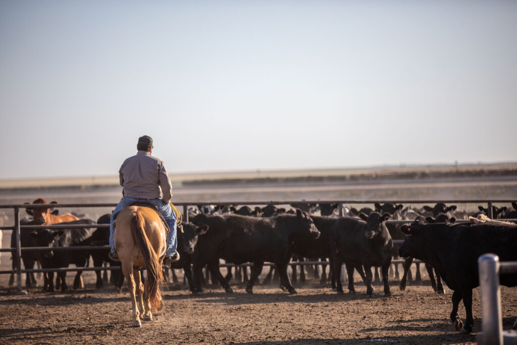 Feeding Better Cattle Better - CAB Cattle