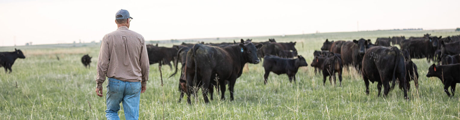Nebraska Ranch Receives Certified Angus Beef Commercial Award - CAB Cattle