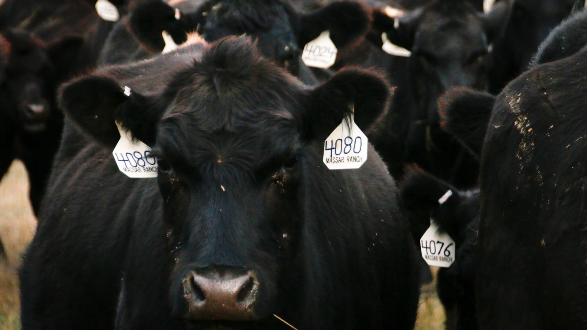 Gestational Nutrition Archives - CAB Cattle