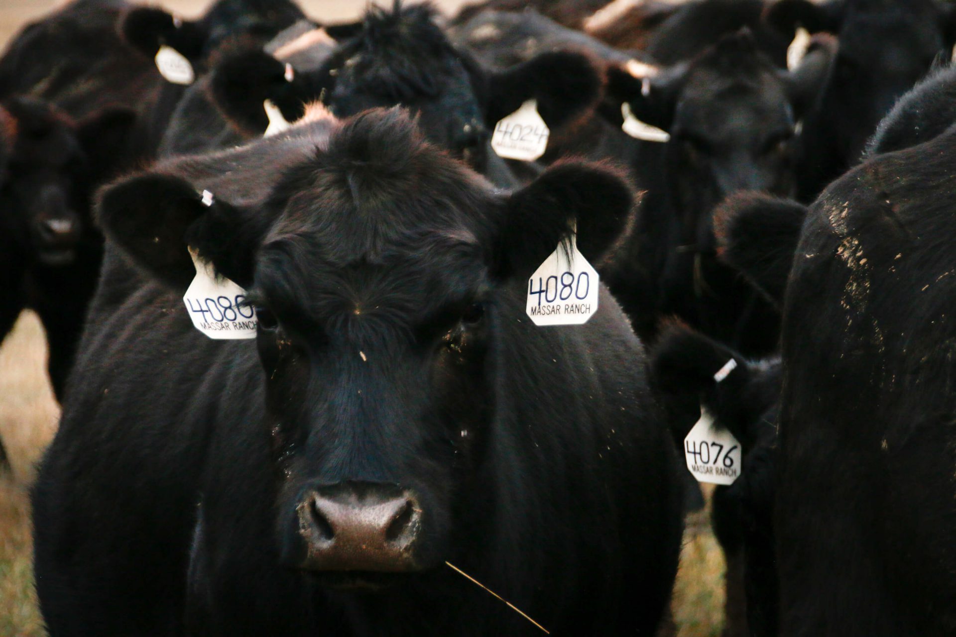 Cause and effect - CAB Cattle