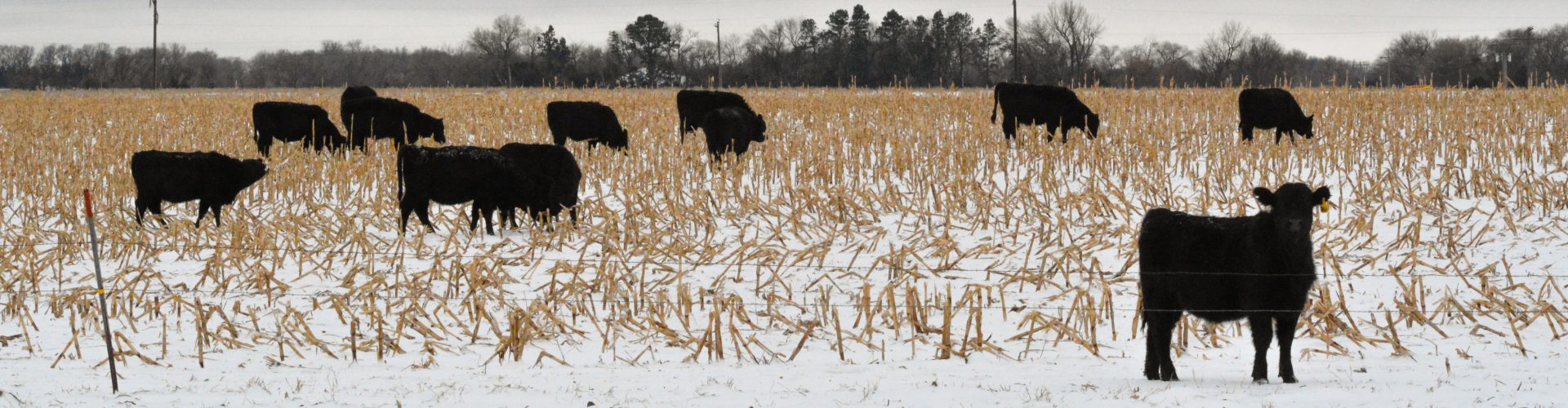 Precision for modern cattle - CAB Cattle