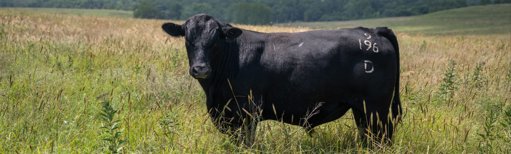 Aiming for Excellence - CAB Cattle