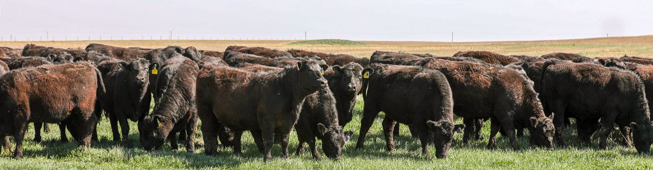 How and why the brand grows - CAB Cattle