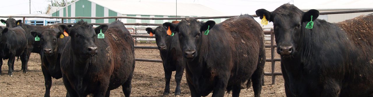 CAB partners on Kansas Angus feeding project - CAB Cattle