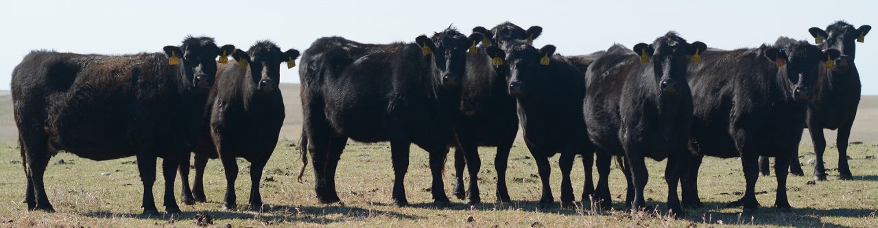 High-quality beef grilled - CAB Cattle