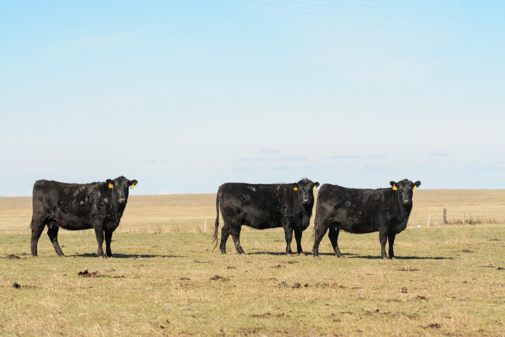 Flashback Friday: Commitment over the decades - CAB Cattle