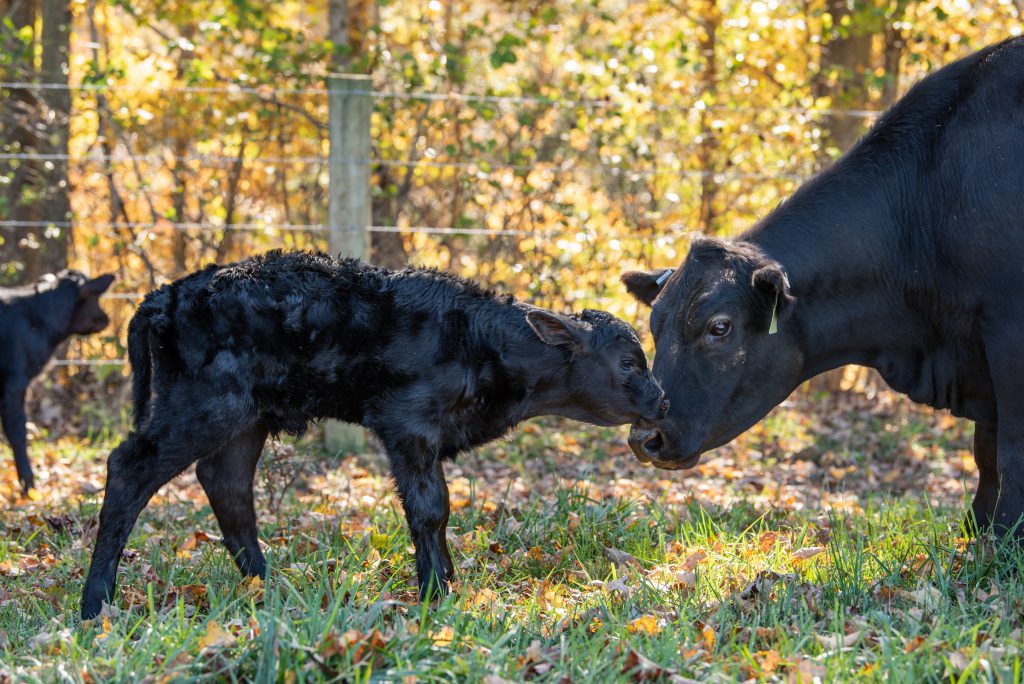 Why weaning matters - CAB Cattle
