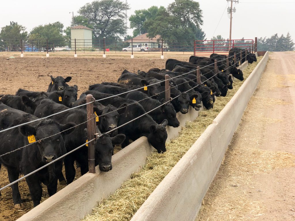 Precondition for performance, quality, cash - CAB Cattle