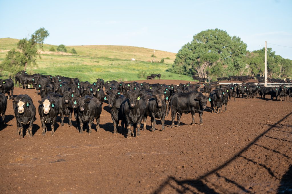 Following the calves: Proud to pass it on - CAB Cattle