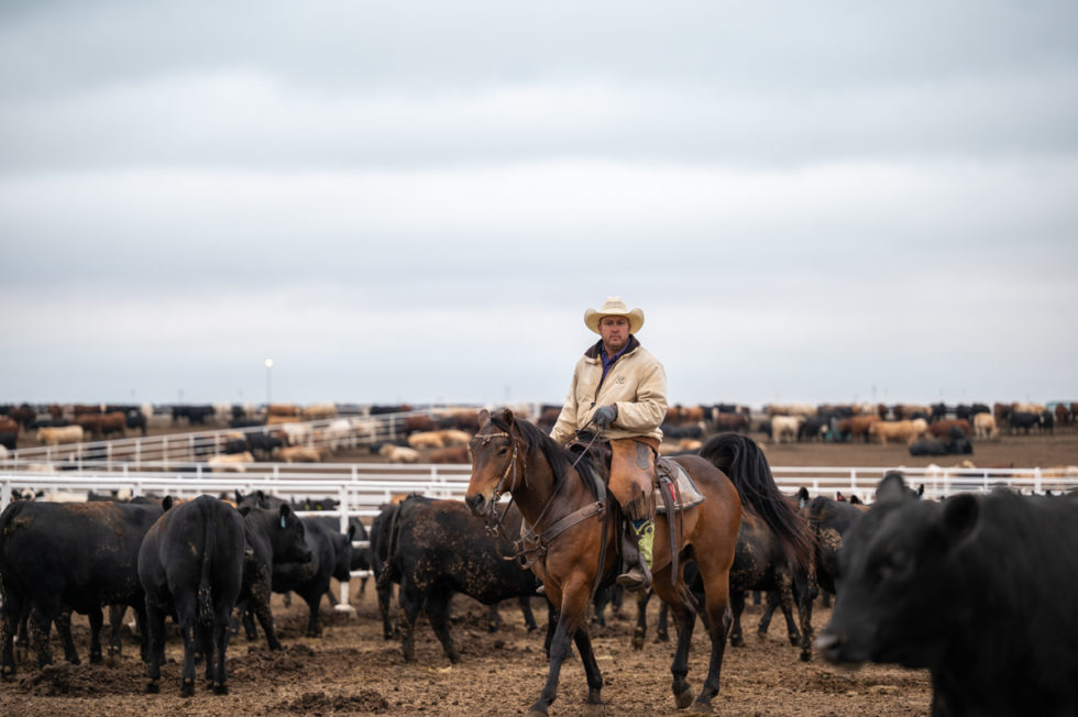How to pick a feedyard - CAB Cattle