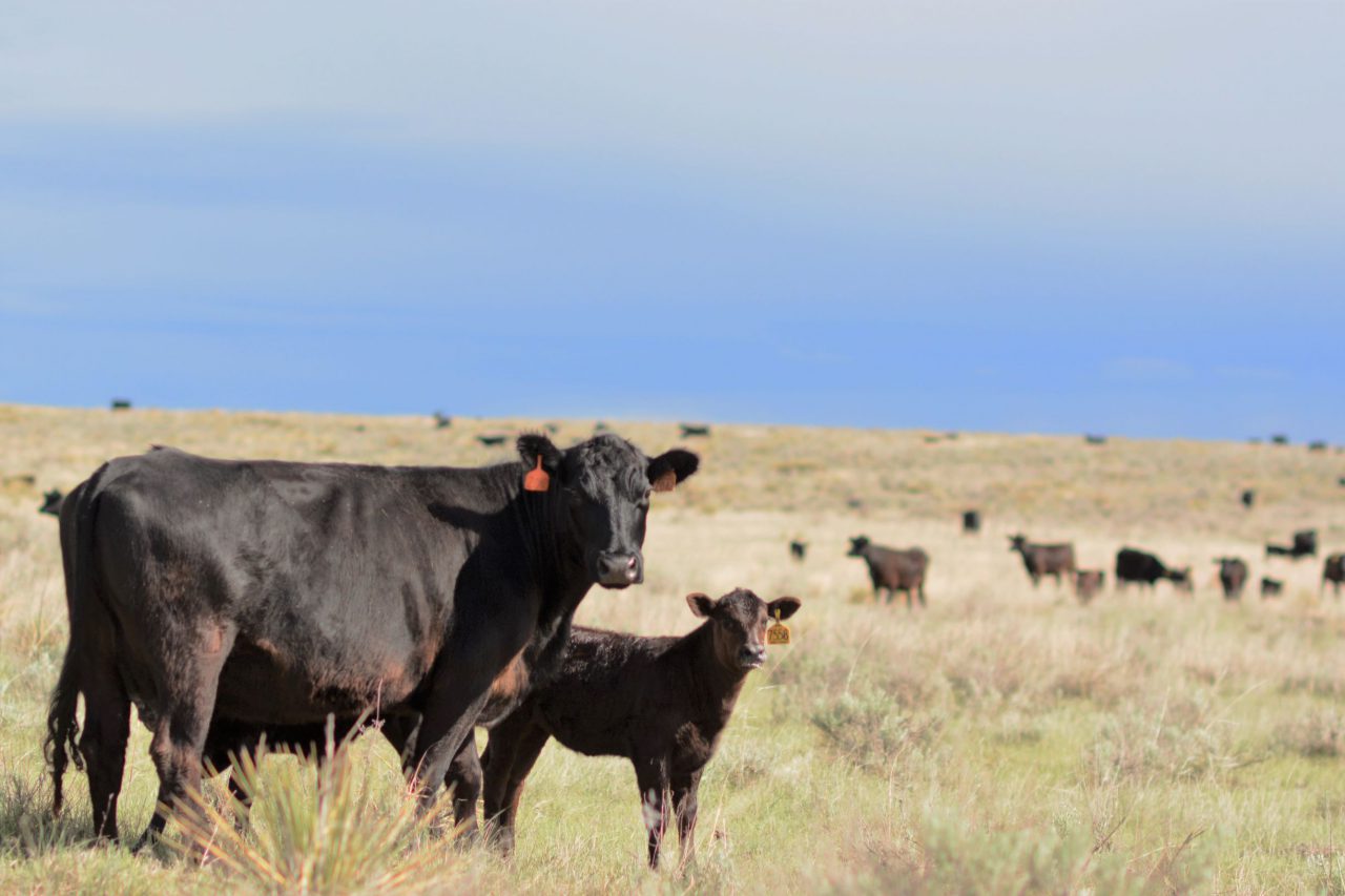 Early Weaning Archives - CAB Cattle