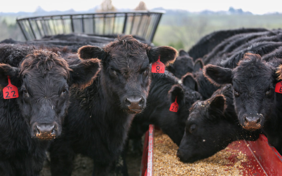 Feeder Calf Marketing Archives - CAB Cattle