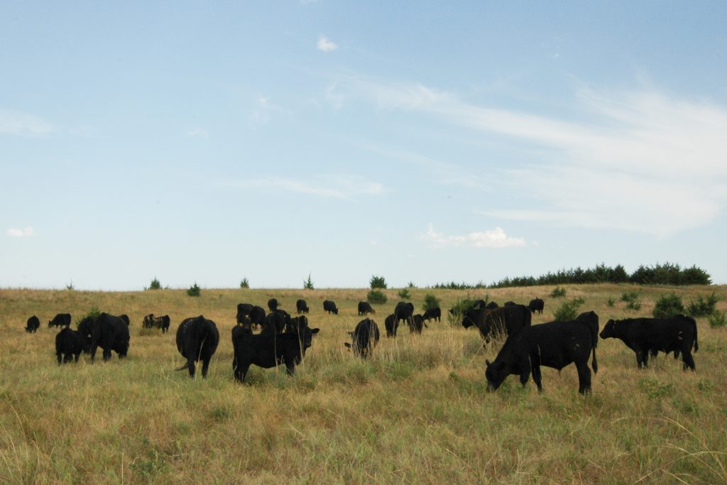 Better than expected - CAB Cattle