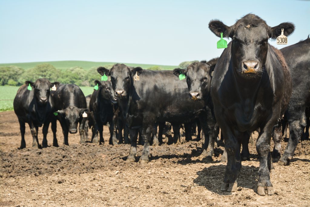 $92 million reasons to aim high - CAB Cattle