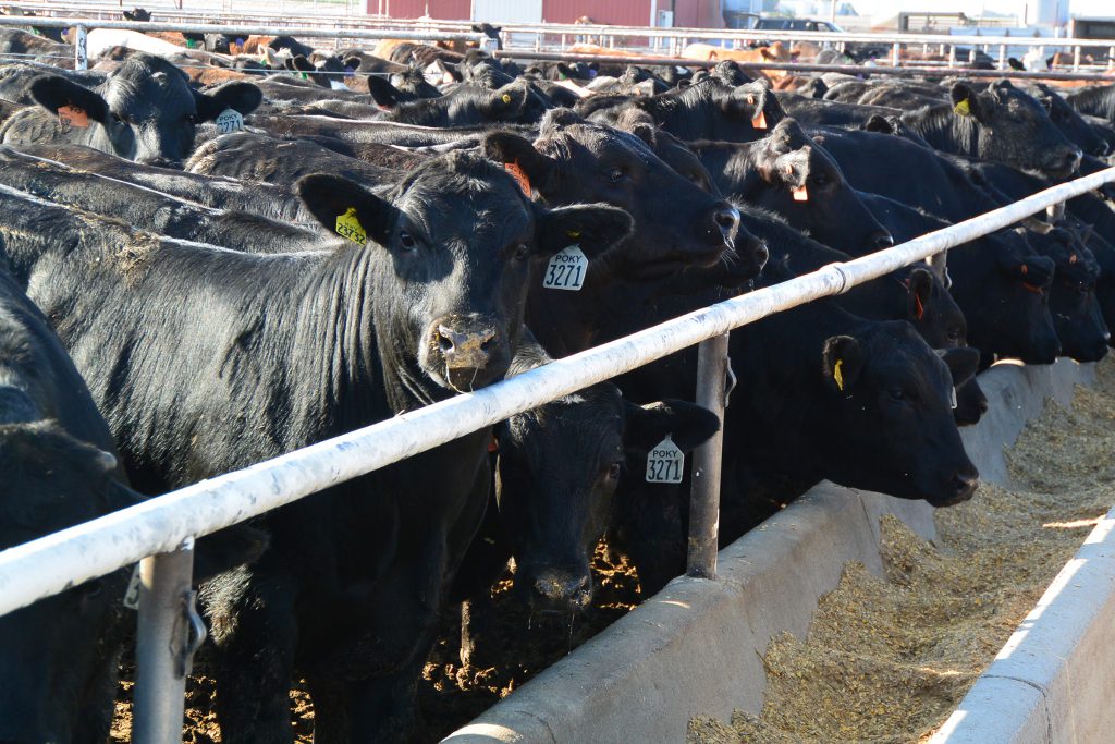 Traits correlated with grid premiums - CAB Cattle