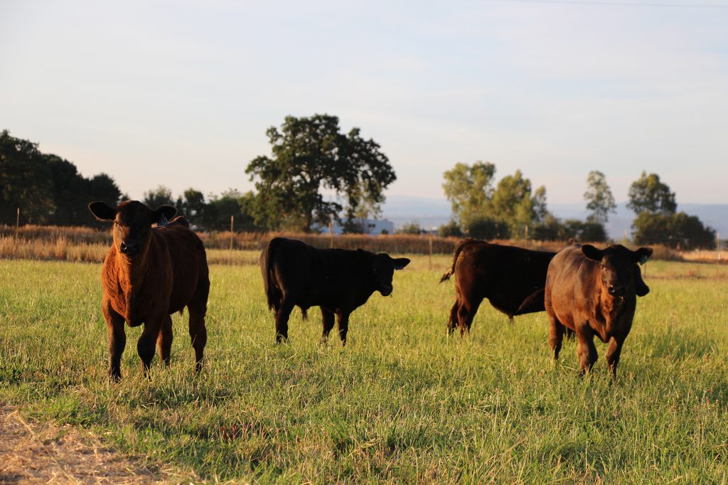 Still at the top in beef quality - CAB Cattle
