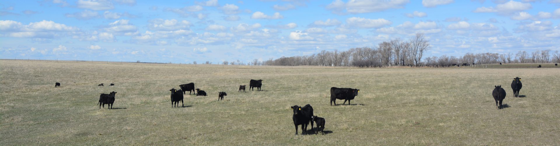 Marbling, maternal cows work - CAB Cattle