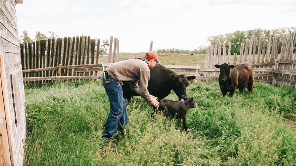 Sire Selection - CAB Cattle