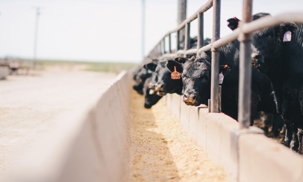 Jerry Bohn to receive FQF Industry Achievement Award - CAB Cattle