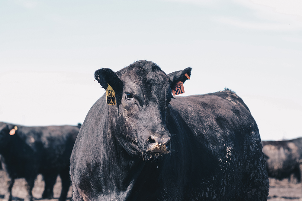 Resources - CAB Cattle