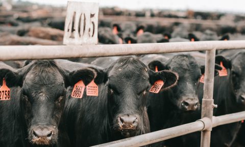 Strong CAB growth in retail - CAB Cattle