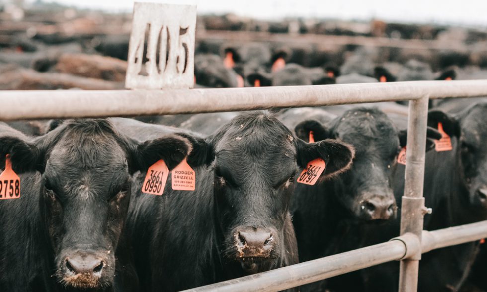 Strong CAB growth in retail - CAB Cattle