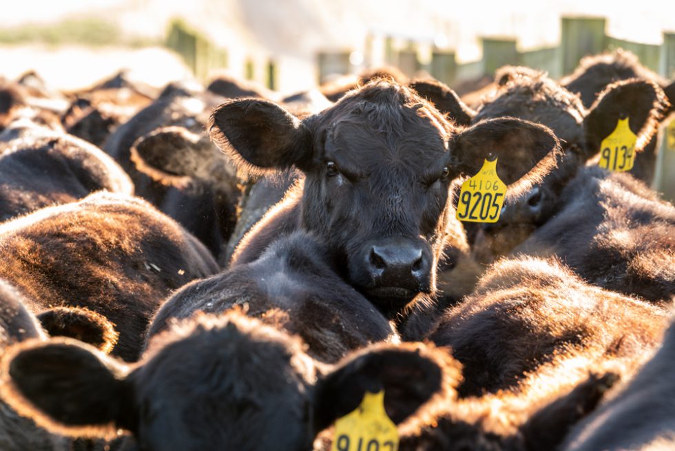 Anticipation - CAB Cattle